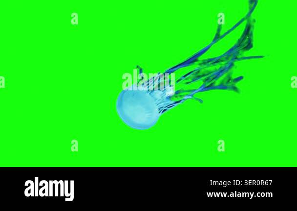 Blue jellyfish swimming on chroma key green screen background Stock ...