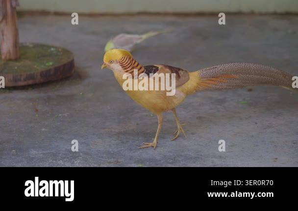 A golden pheasant moves around a garden area with other birds nearby ...
