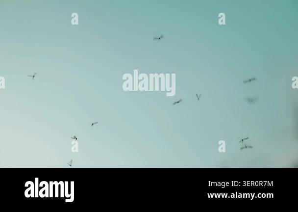 moths group close-up.Insects in flight against the sky. 4k footage ...