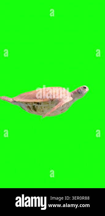 Green sea turtle swimming on green screen chroma key background Stock ...