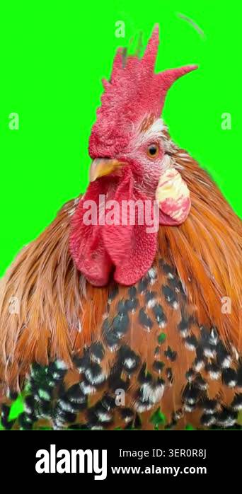Close up portrait of a colorful rooster looking around on a green ...