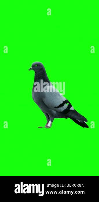 Pigeon standing on green screen background Stock Video Footage - Alamy