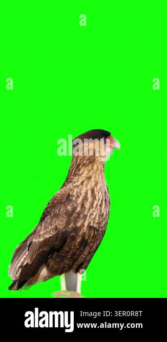 Crested caracara bird looking around on green screen background Stock ...