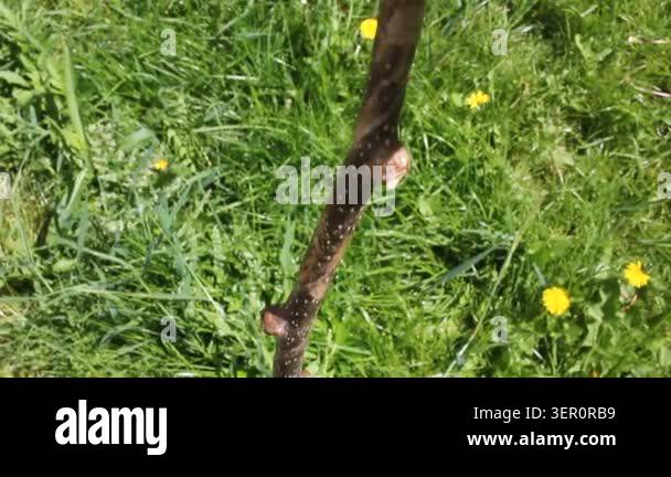 A vertical panning shot showing a young kiwi vine plant with fresh ...