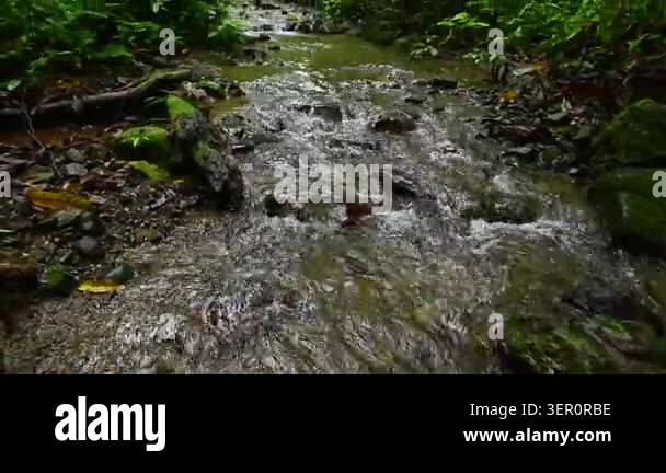 A panoramic view of a clear river surrounded by lush trees creates a ...