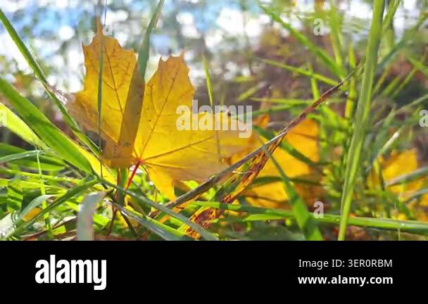 Close-up of a yellow maple leaf in the grass. autumn symbol.Windy ...