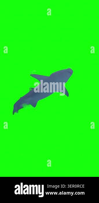 Shark swimming on green screen background Stock Video Footage - Alamy