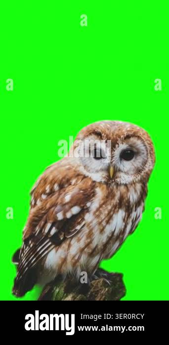 Brown owl sitting on a wooden log with green screen background Stock ...