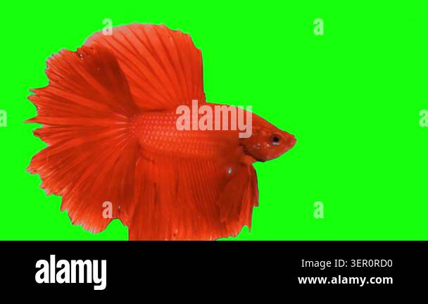 Red bettas splenden fish swimming on a green screen background Stock ...