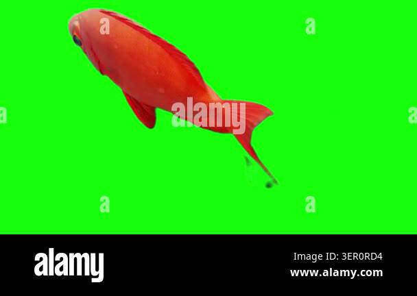 Realistic red fish swimming isolated on green screen background Stock ...