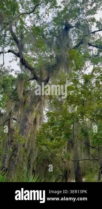 4K vertical video of a forest in Florida, USA with Spanish moss ...
