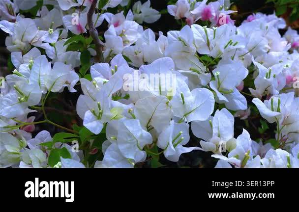 Bougainvillea glabra tree flowers swaying by the wind in wild forest ...