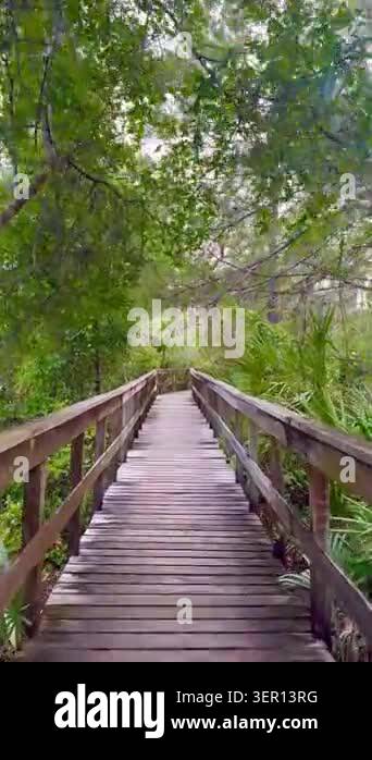 4K vertical video of a wooden boardwalk trail in a tropical forest in ...