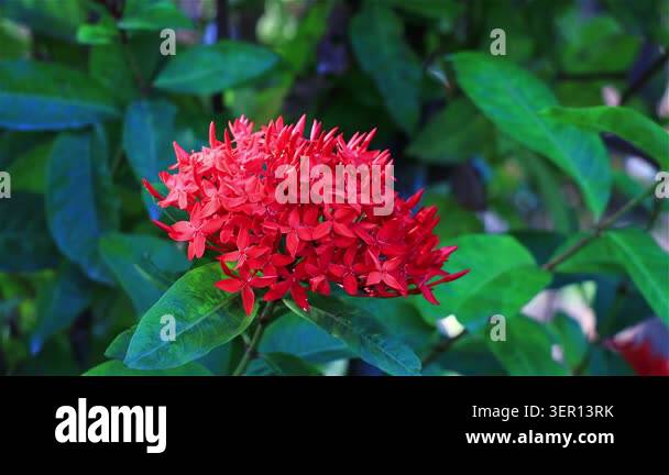 Red Ixora coccinea flowers swaying by the wind in wild forest.Beautiful ...