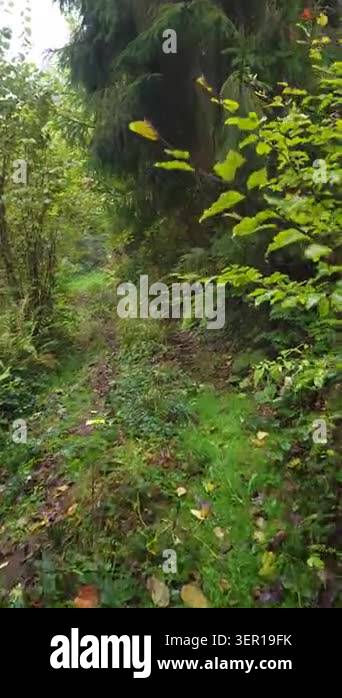 beautiful autumn forest in europe Stock Video Footage - Alamy