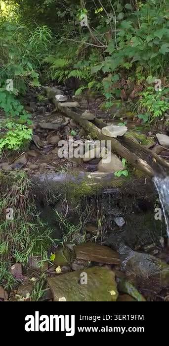 stream flowing in the forest, slovakia Stock Video Footage - Alamy