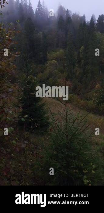 beautiful landscape with a river and a forest Stock Video Footage - Alamy