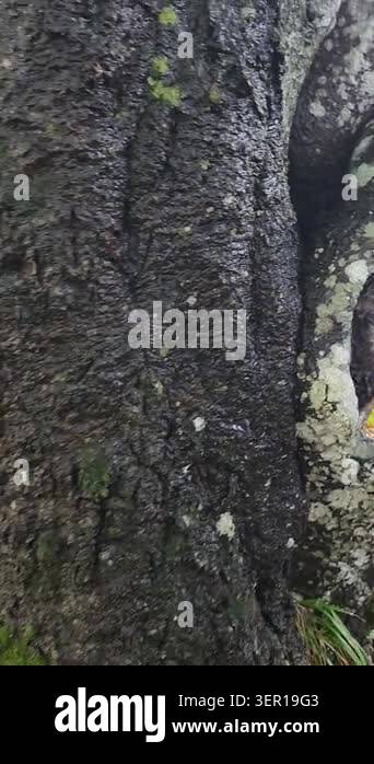 the beautiful nature of the forest Stock Video Footage - Alamy