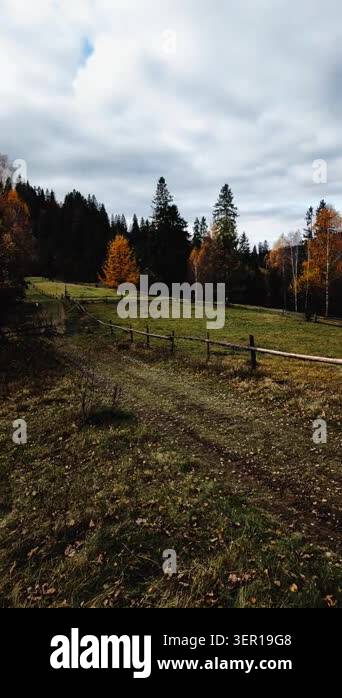 beautiful landscape with trees and forest Stock Video Footage - Alamy