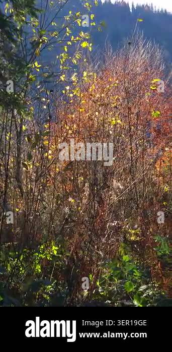 colorful autumn leaves in forest Stock Video Footage - Alamy