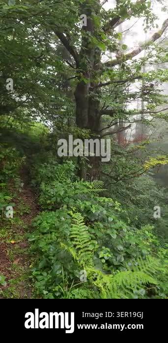 a vertical shot of a forest with trees in a rainy day Stock Video ...