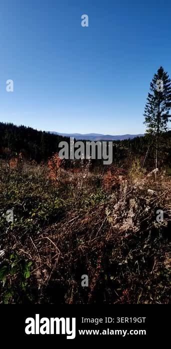 autumn in the forest Stock Video Footage - Alamy