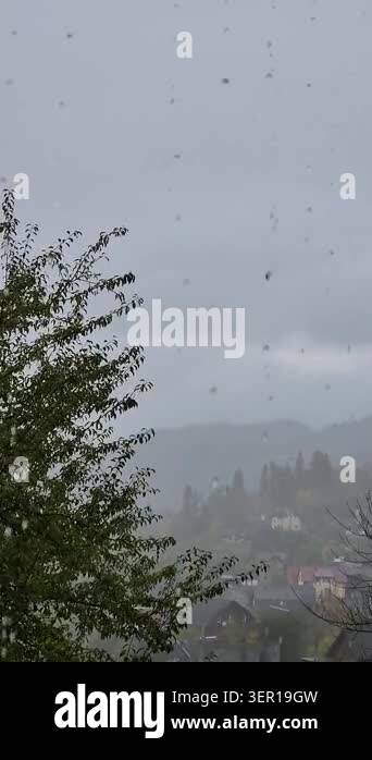 a beautiful shot of a bird flying on a cloudy day in autumn Stock Video ...