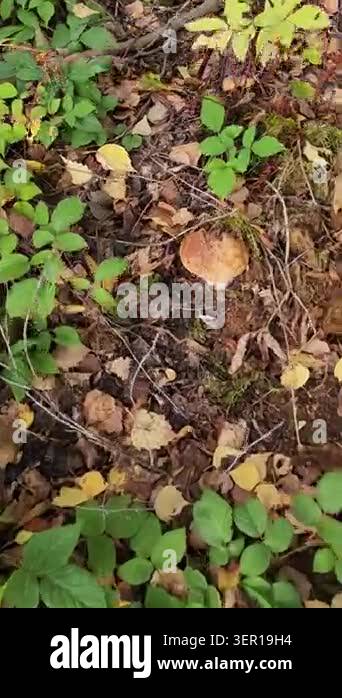 a small mushroom in autumn foliage Stock Video Footage - Alamy