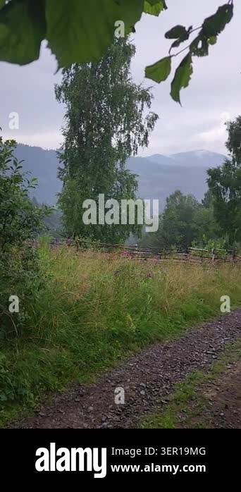 a vertical shot of a road in the forest Stock Video Footage - Alamy