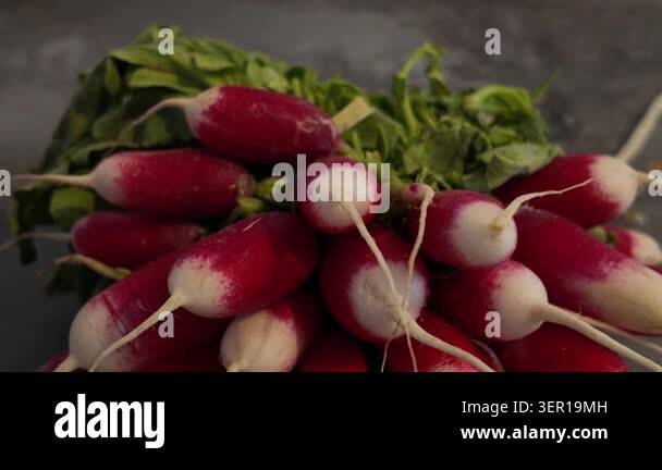 Radish close-up cinematic view. Macro shot of radish . Radish in slow ...