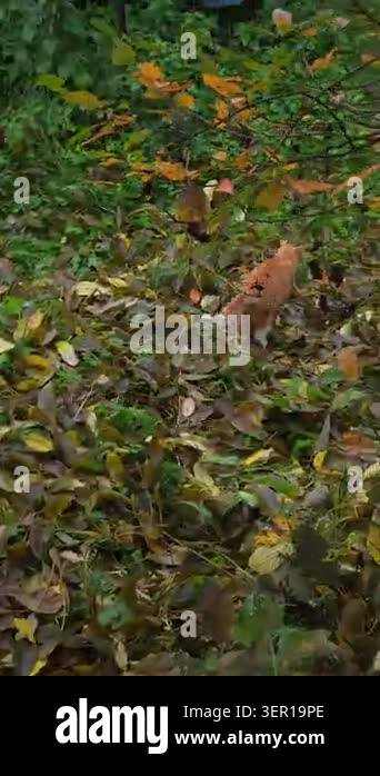 autumn in the forest Stock Video Footage - Alamy