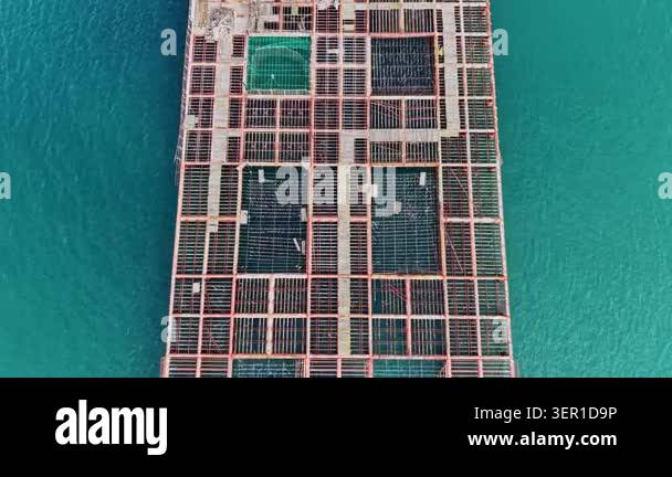 Workers are building a platform for mussel farming in the water. The ...