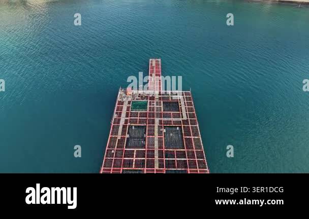 Workers are involved in mussel farming on a large structure in the ...