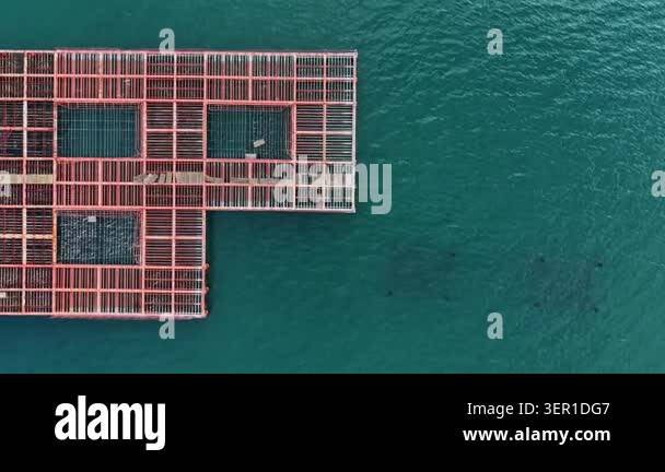 Workers manage mussel farming structures in open water. They cultivate ...
