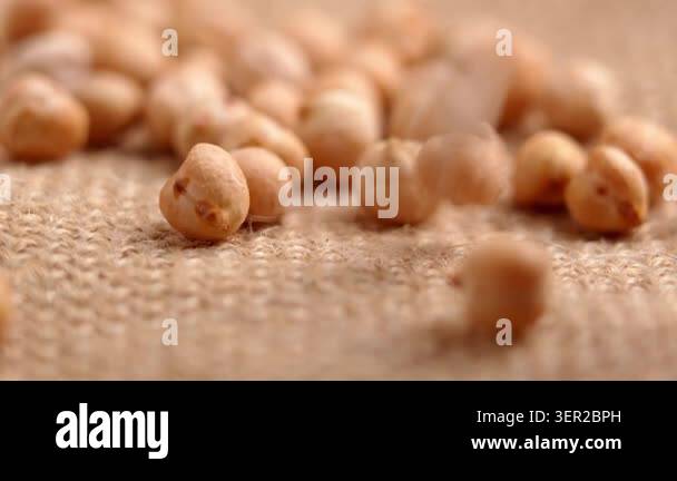 Uncooked chickpeas falling on a coarse natural burlap fabric in close ...
