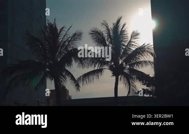 Backlit tropical palm trees swaying between modern skyscrapers under ...