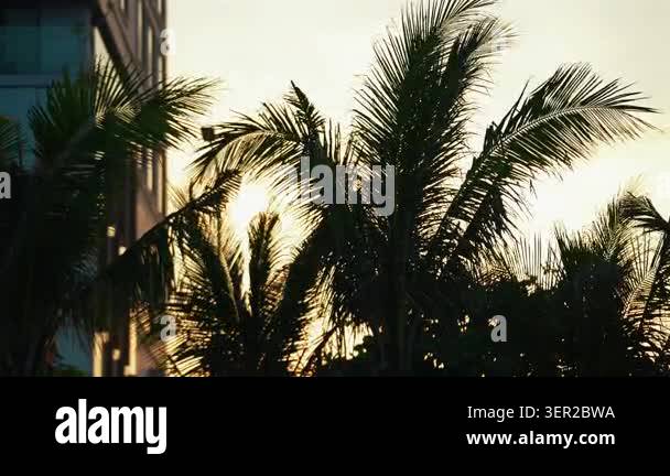 Backlit tropical palm trees swaying between modern skyscrapers under ...