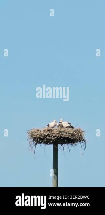 White stork nesting with chicks in a large elevated nest against blue ...