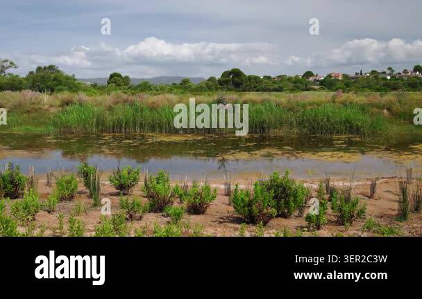 Les Madrigueres lagoon and wetland reserve with reed beds and ...