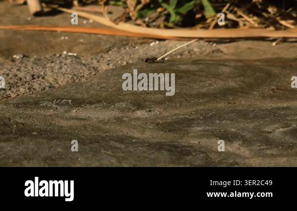 Cinematic view of busy ants moving back and forth at work, showcasing ...