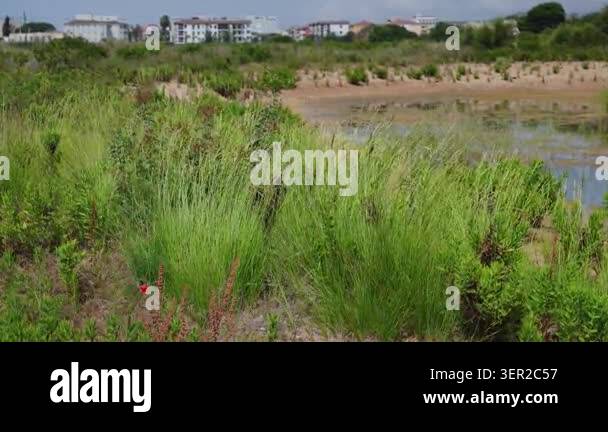 Native vegetation and wetland habitat in Les Madrigueres nature reserve ...