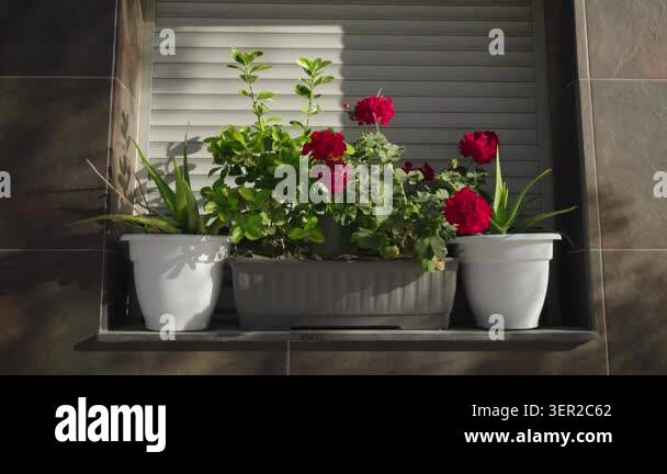Flowering geranium and aloe vera plants in pots on residential window ...