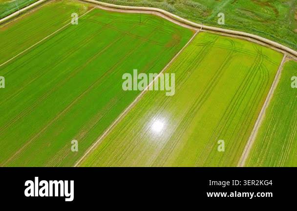 Aerial view of flooded rice fields in Ebro Delta, Catalonia, Spain ...