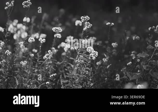 Blackandwhite closeup photograph of tall wildflowers with thin ...