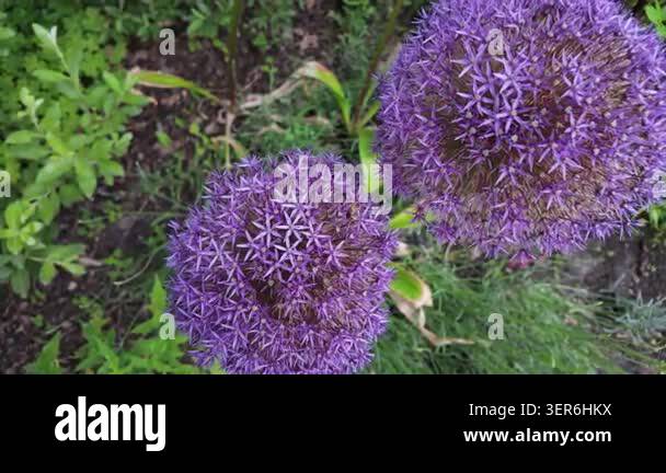Bee flying around purple allium flowers in summer garden. Pollination ...