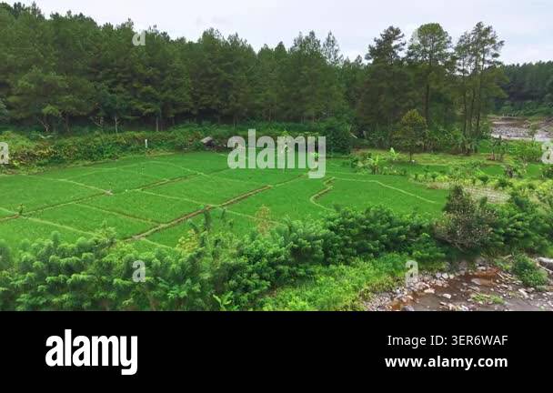 Lush green rice fields stretch beneath a soft gray sky. Rows of young ...