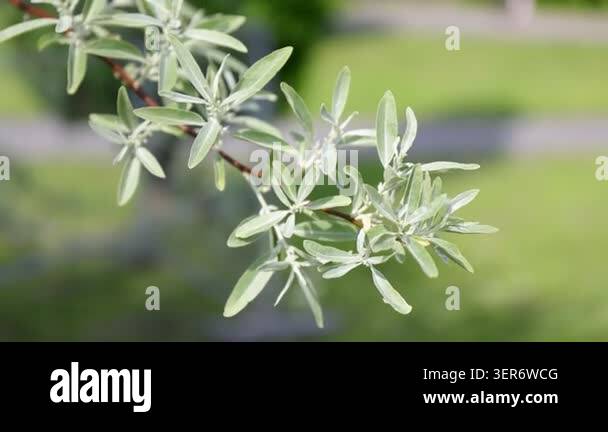 A close-up footage of a wild olive tree branch, Russian olive or silver ...
