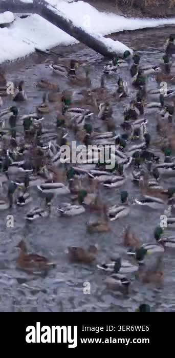 Large migrating group of ducks on cold frozen lake in city park ...