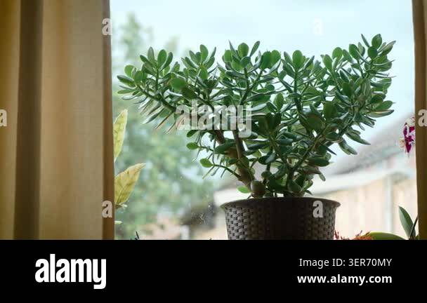 Jade plant growing on windowsill inside bright residential home ...
