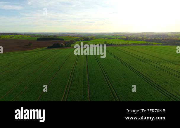 Rye crops stretching across open field with parallel tracks cutting ...